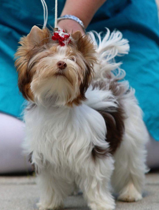 Breed Info - Rainbow Amour Biewer Terriers